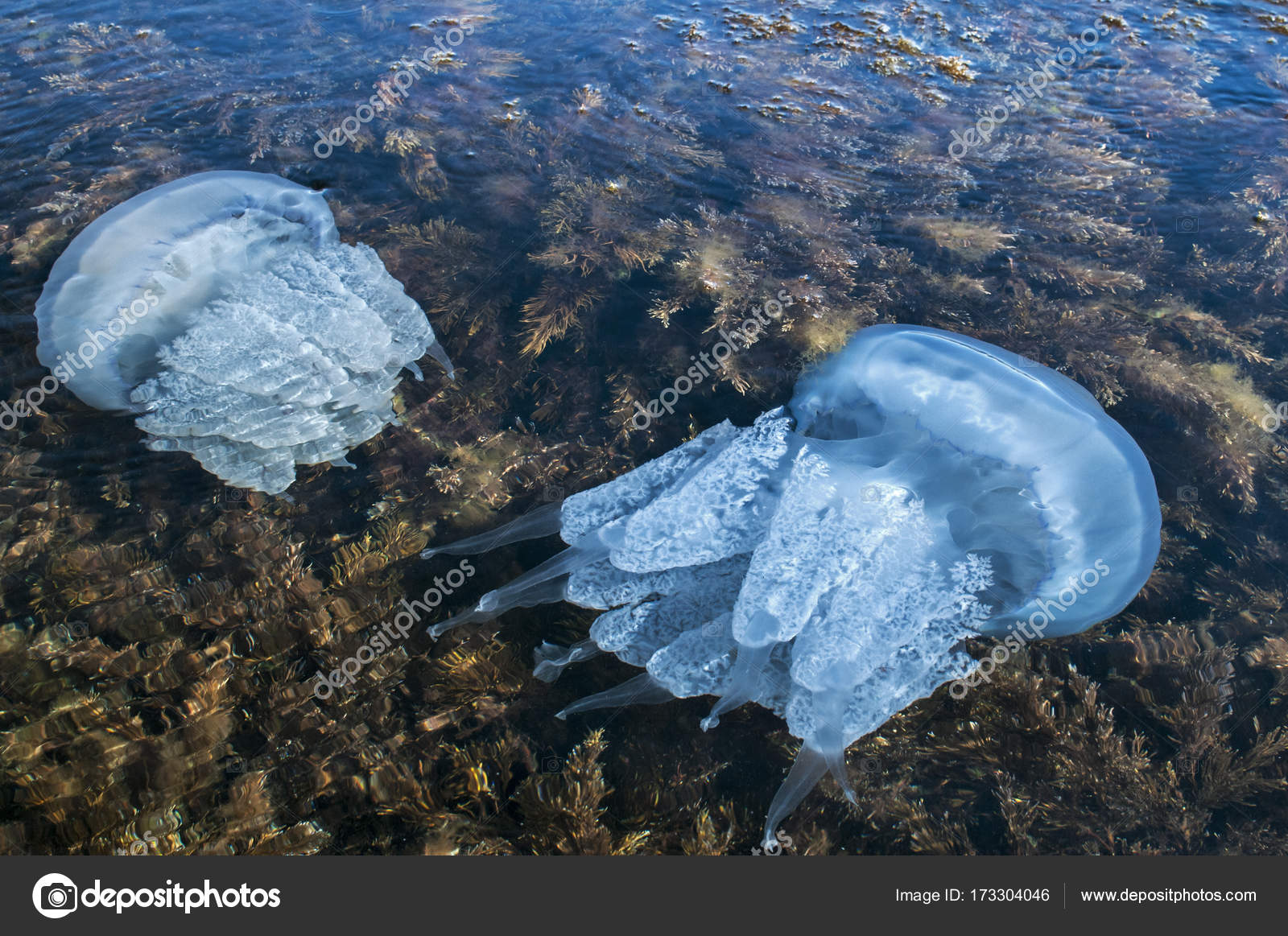 Blue Blubber Jellyfish