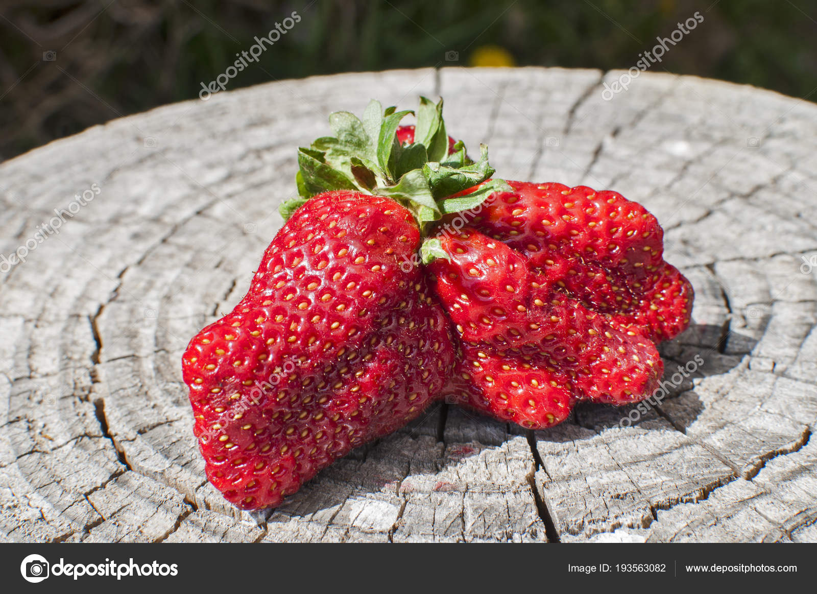 Big Red Strawberry Strange Shape Old Stump Surface Closeup Sunny Stock ...
