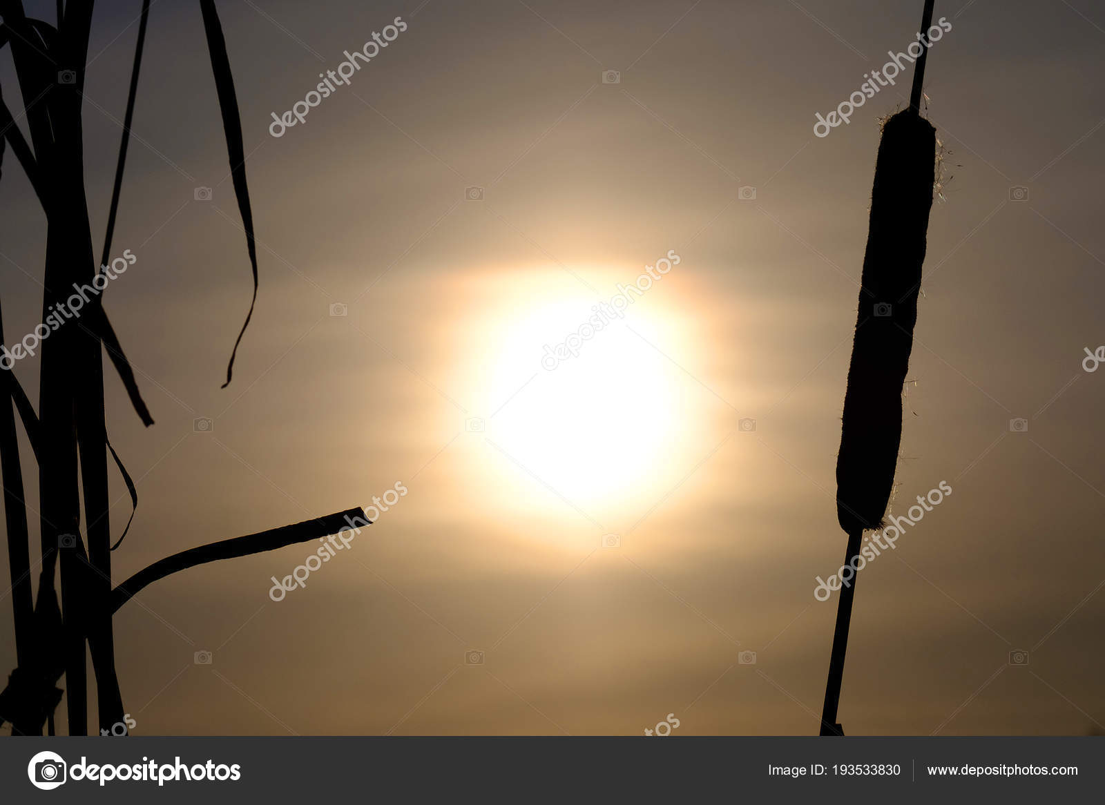 Silhouette Cattail Winter Backdrop Setting Sun — Stock Photo ...