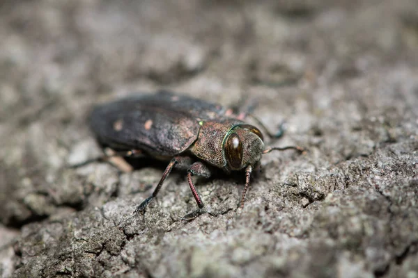 Grote boom nimf Stock Photos, Royalty Free Grote boom nimf Images ...