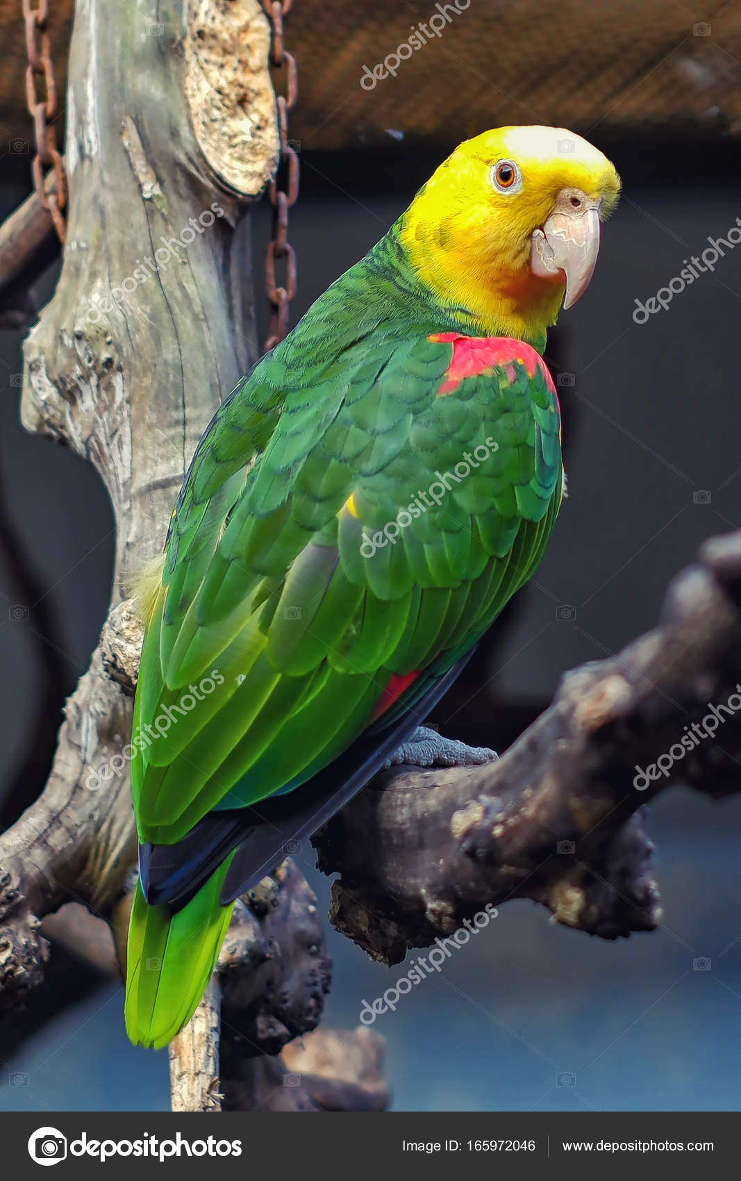 Yellow Headed Amazon