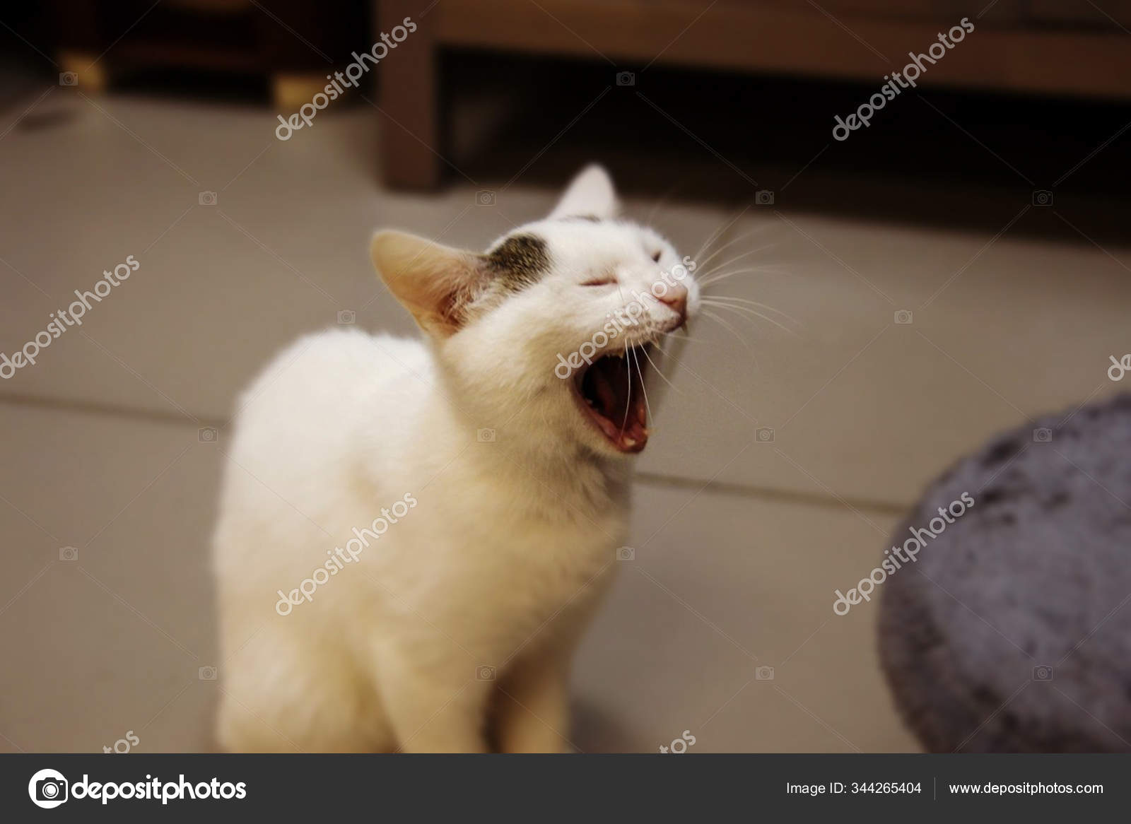 Very funny cat laughing of the close up. — Stock Photo © vershinin ...