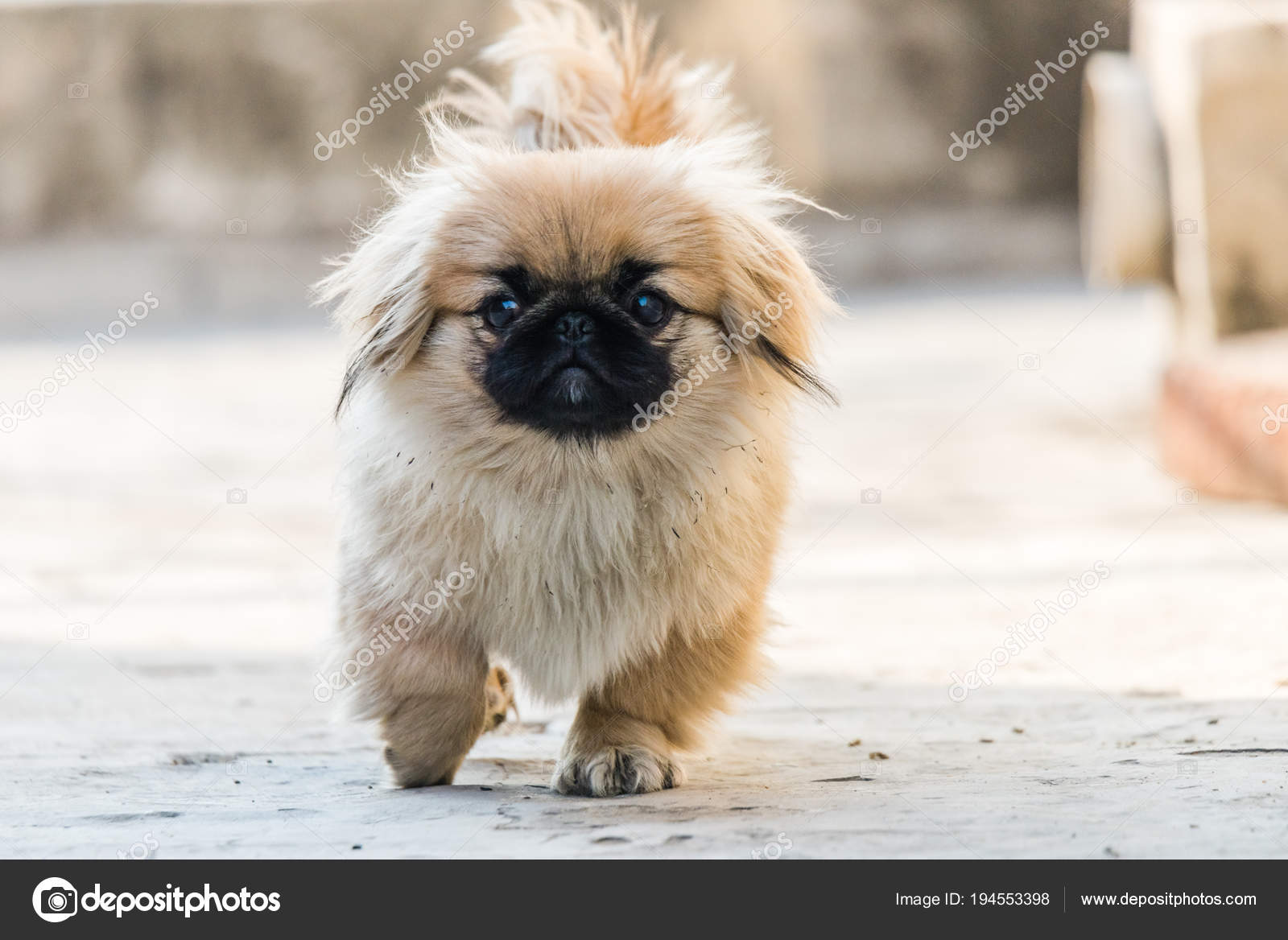 Can You Breed A Lion And A Dog