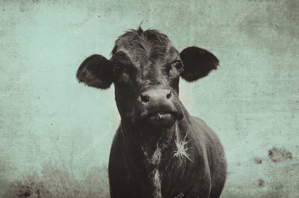 Black Angus Cow against grunge sky background, artistic style farm ...