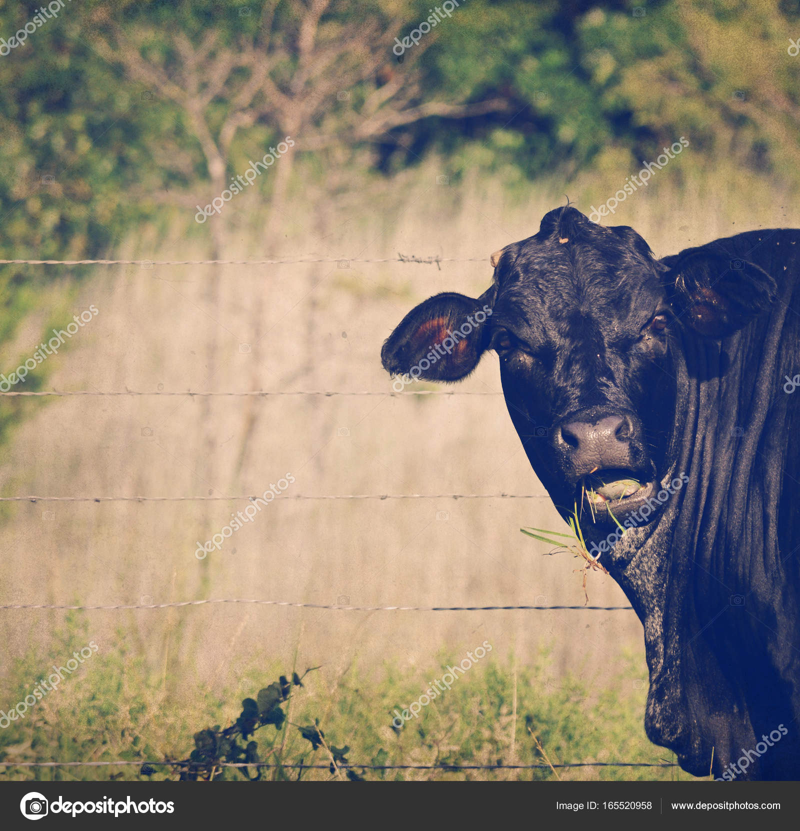 Black Angus Cattle Faces