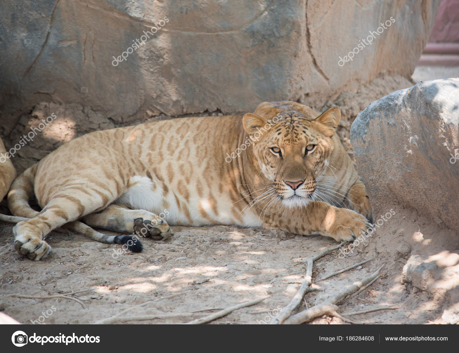 Image Liger Nature Background Stock Photo by ©chaistock@hotmail.com ...