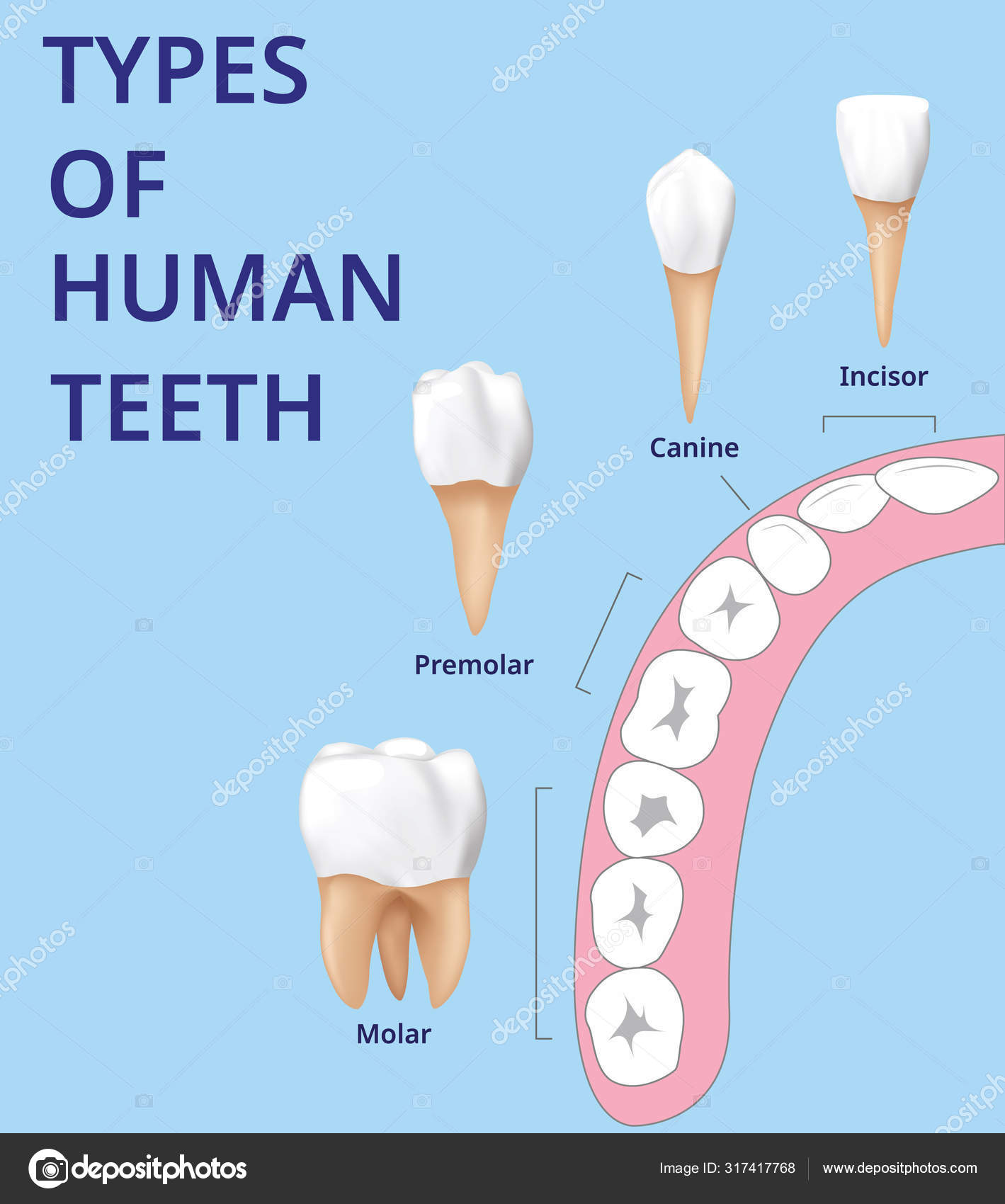 Tipos de Dientes Humanos, Anatomía ósea humana, Vector realista ...