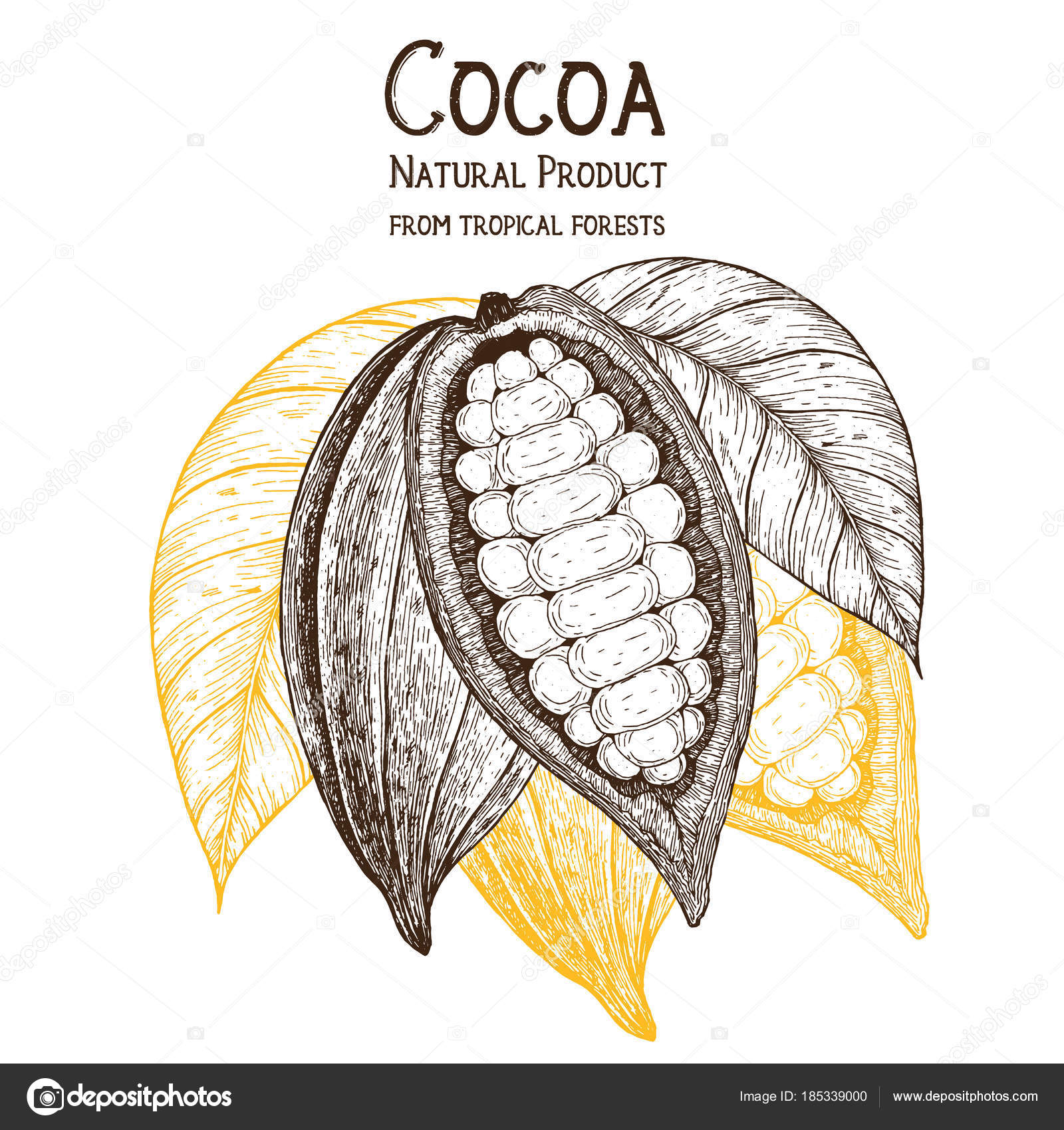Design Template Cocoa Pods Concept Advertising Label Hand Drawn Vector ...