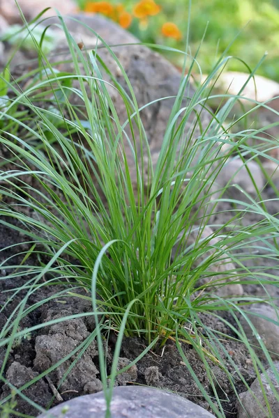 Perennial tussock grass Stock Photos, Royalty Free Perennial tussock ...