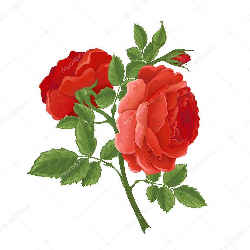 English red rose graphic flowers. — Stock Vector © werta.w #165277106