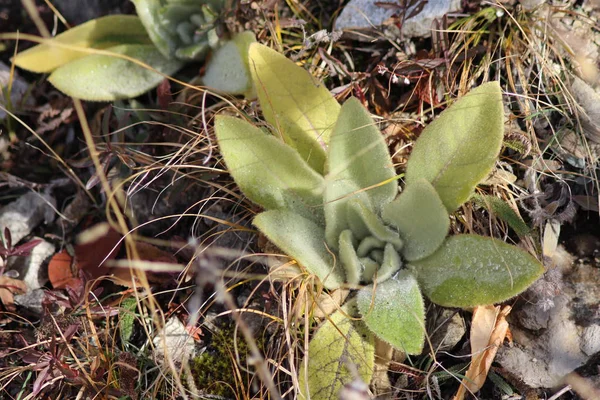 Tundra rostliny Stock Photos, Royalty Free Tundra rostliny Images ...