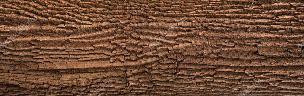 Textura en relieve de la corteza de roble. 2023