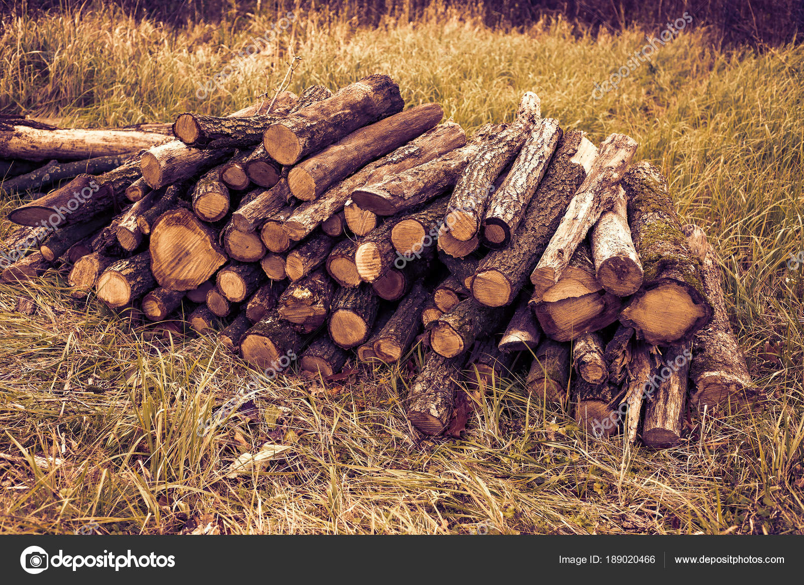 Freshly Cut Tree Logs Piled Green Grass Logs Felled One — Stock Photo ...