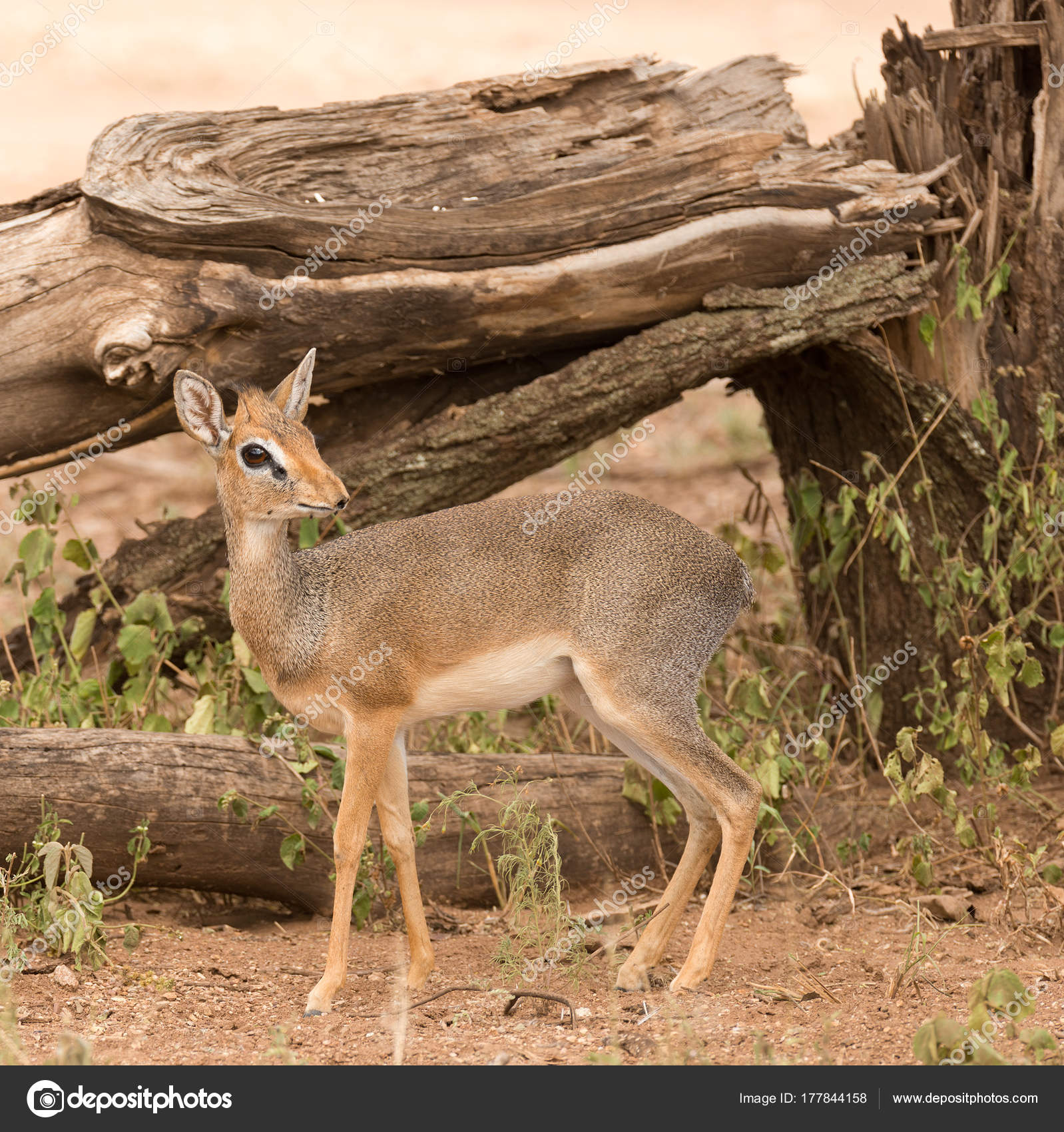 Closeup Kirk's Dik Dik Scientific Name Madoqua Dikidiki Swaheli ...