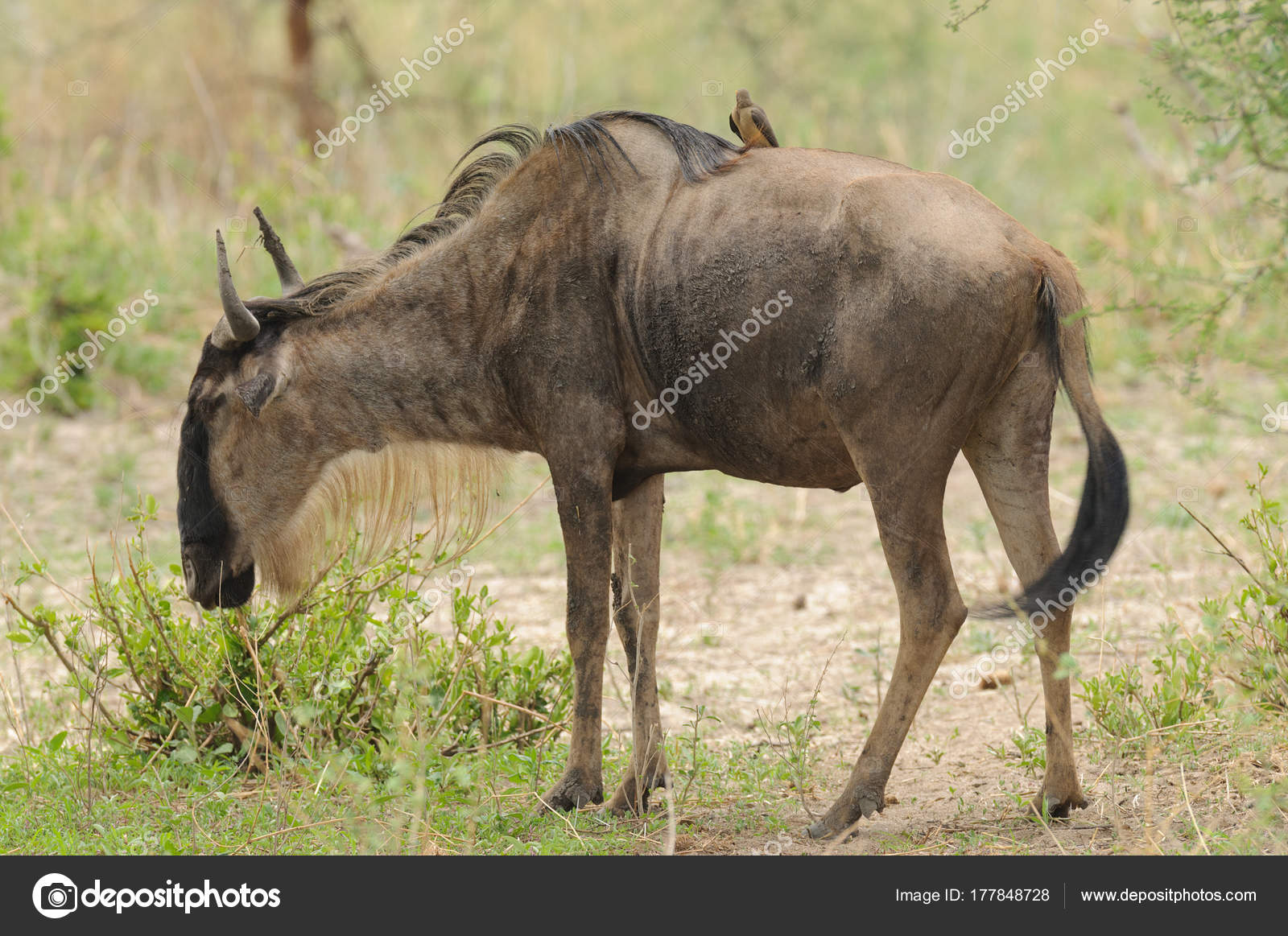 Closeup Wildebeest Scientific Name Connochaetes Taurinus Nyumbu Swaheli ...