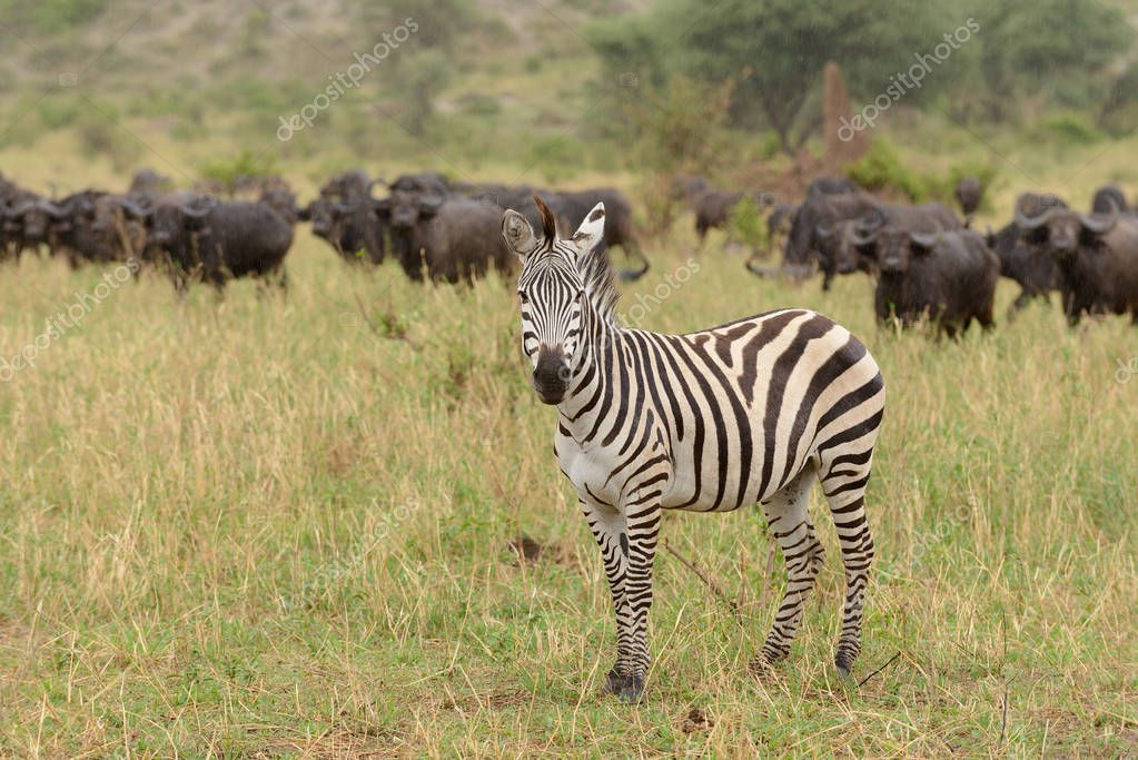 Primer plano de la cebra de Burchell o cebra de Boehm (nombre ...