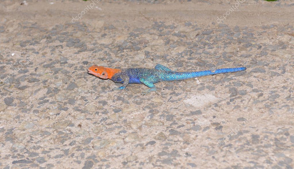 Primer plano del lagarto Agama (nombre científico: Agama agama o "Mjusi ...