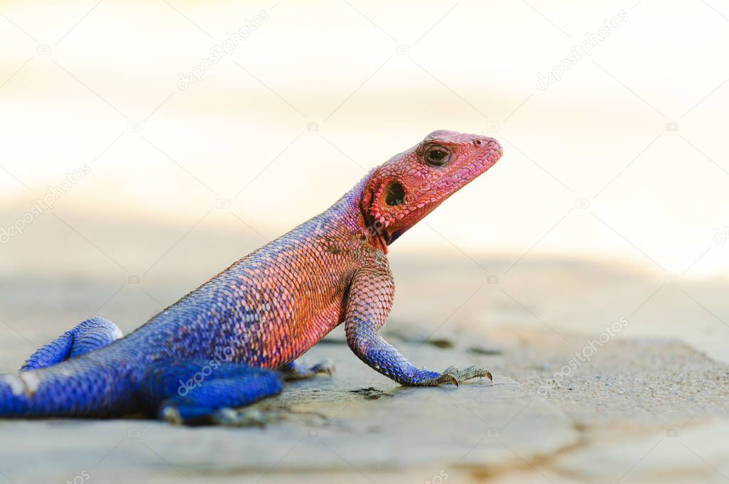 Primer plano del lagarto Agama (nombre científico: Agama agama o "Mjusi ...