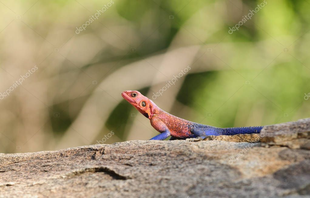 Primer plano del lagarto Agama (nombre científico: Agama agama o "Mjusi ...