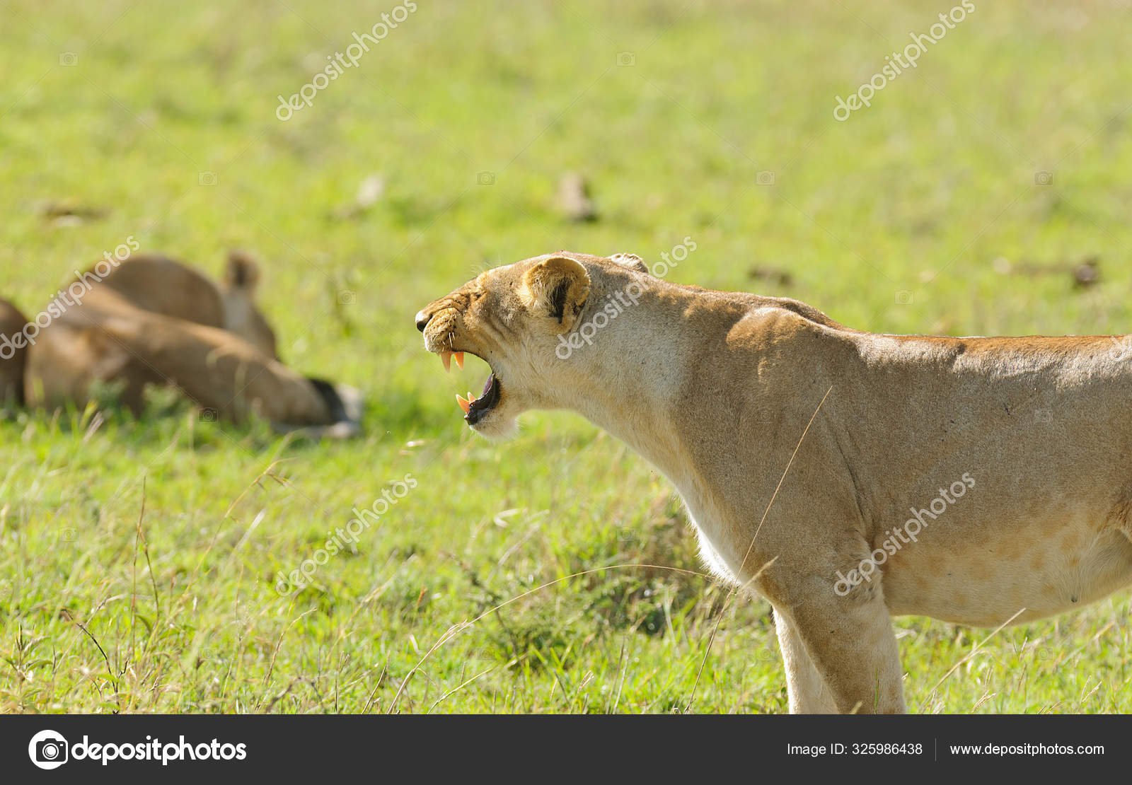 Snarling Lioness