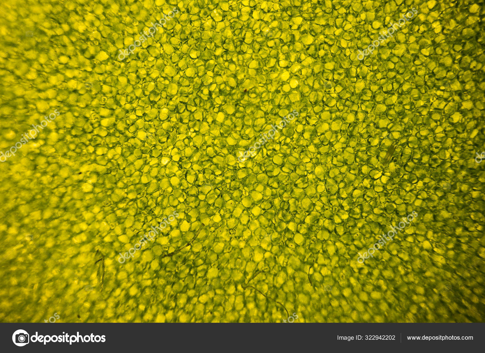 Microscopic World Leaf Cells Microscope Micrograph Leaf Microscope ...