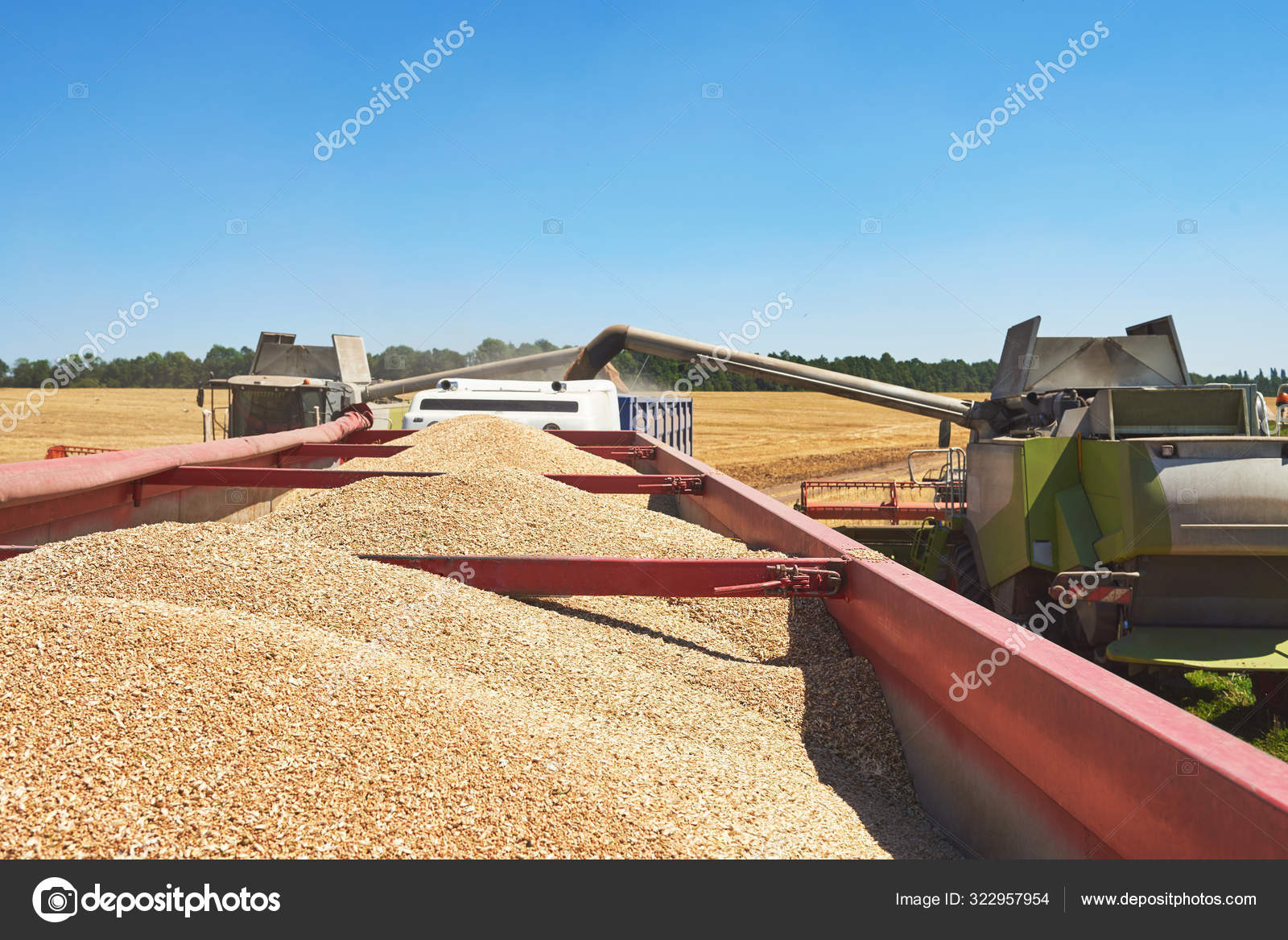 Combine Harvester Action Wheat Field Harvesting Process Gathering Ripe ...