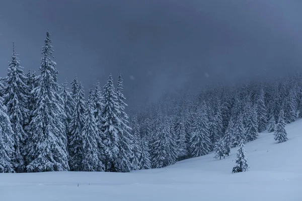 Majestic winter landscape, pine forest with trees covered with snow. A dramatic scene with low ...