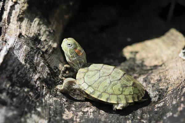 Indian drop turtle Stock Photos, Royalty Free Indian drop turtle Images ...