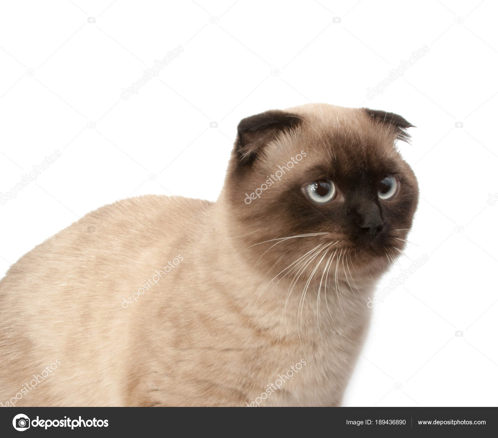 Gato cafe con blanco | Británico Doble Color Marrón Café Gato Blanco ...