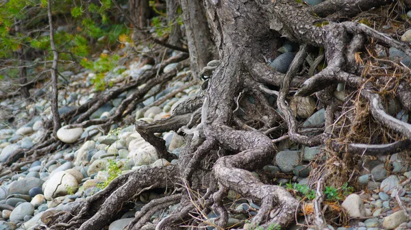 Shore tree Stock Photos, Royalty Free Shore tree Images | Depositphotos