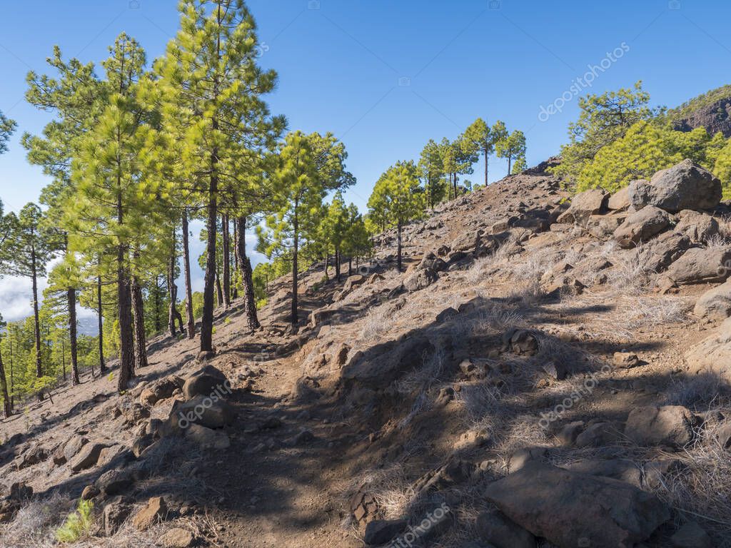 Paisaje volcánico y exuberante bosque de pinos verdes en la ruta de ...