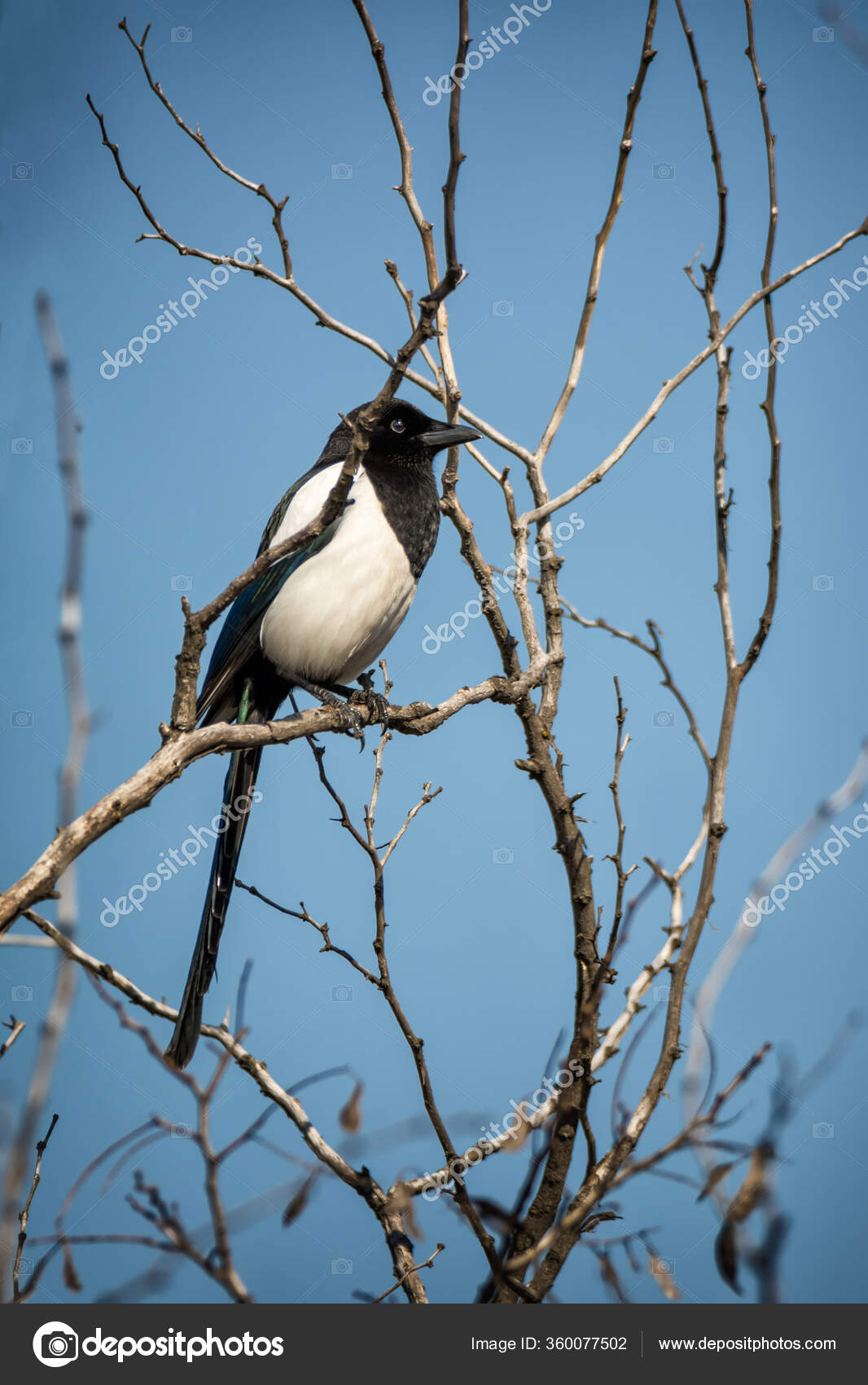 Black White Bird Magpie Pica Pica Sitting Tree Branch Blue Stock Photo ...