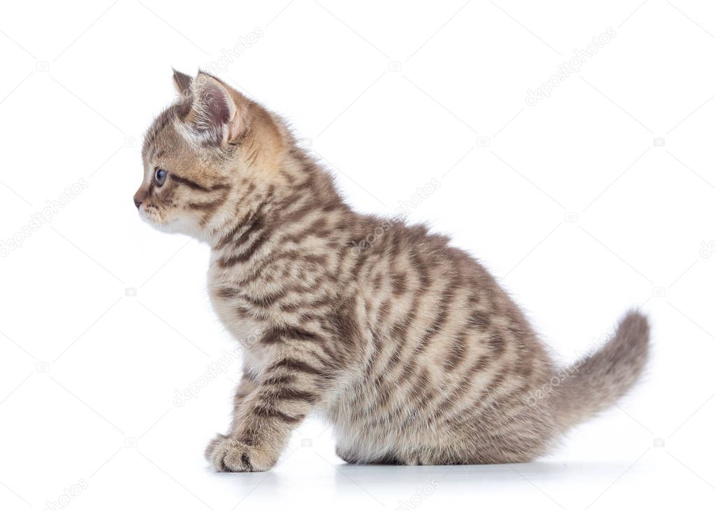 Scottish cat kitten profile side view isolated on white — Stock Photo ...