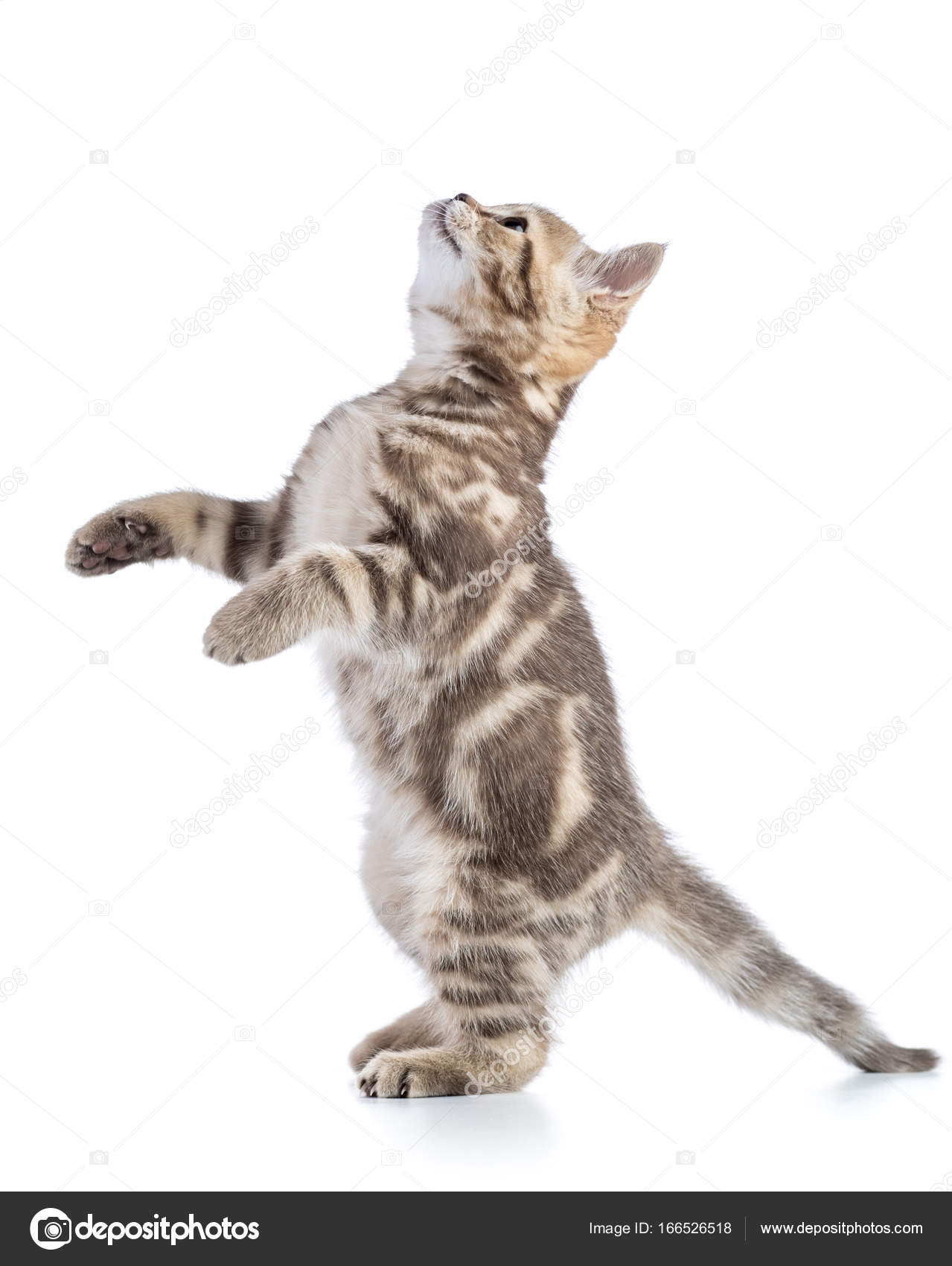 Cat Side View Standing