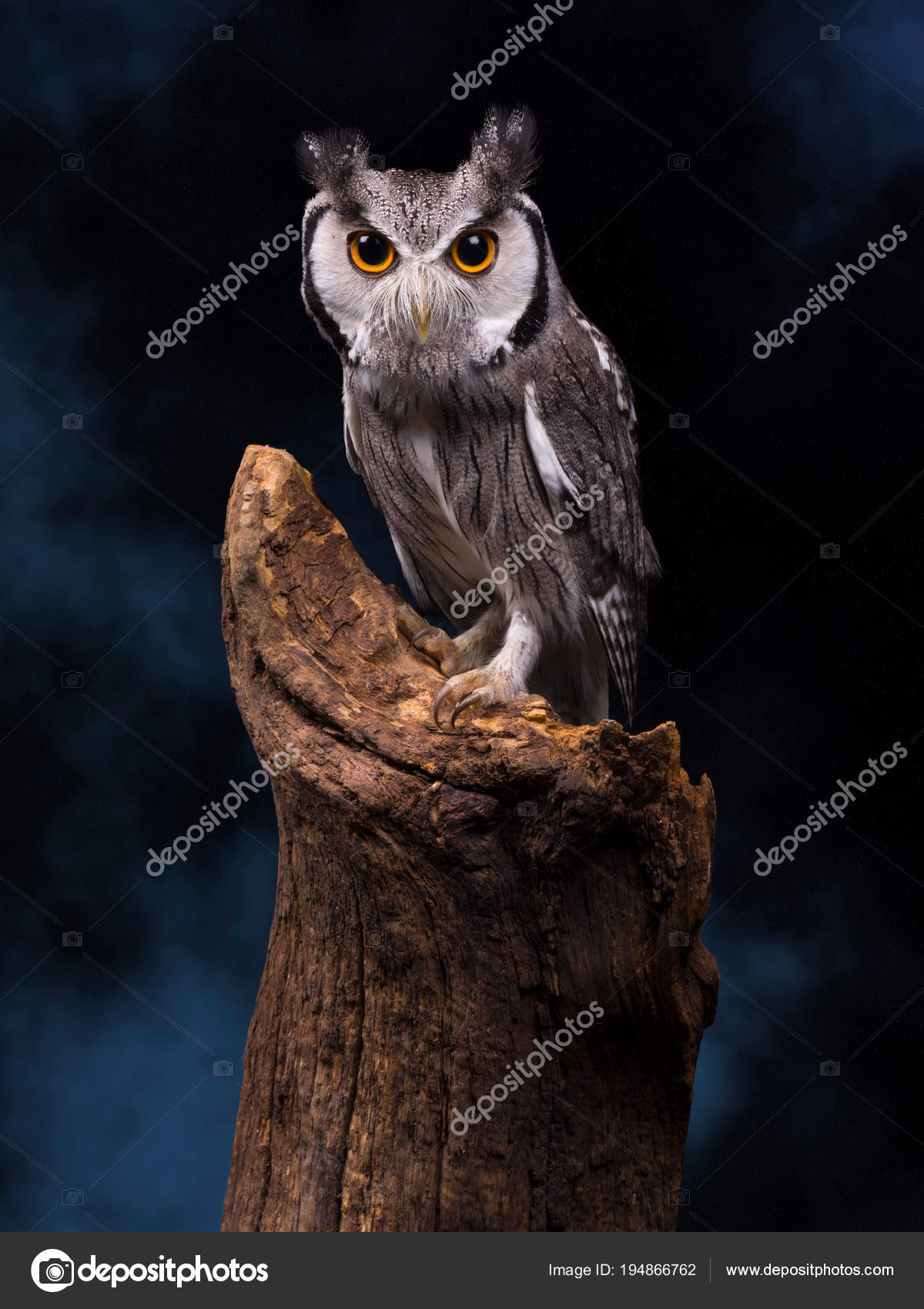 White Faced Owl against night sky — Stock Photo © Klanneke #194866762