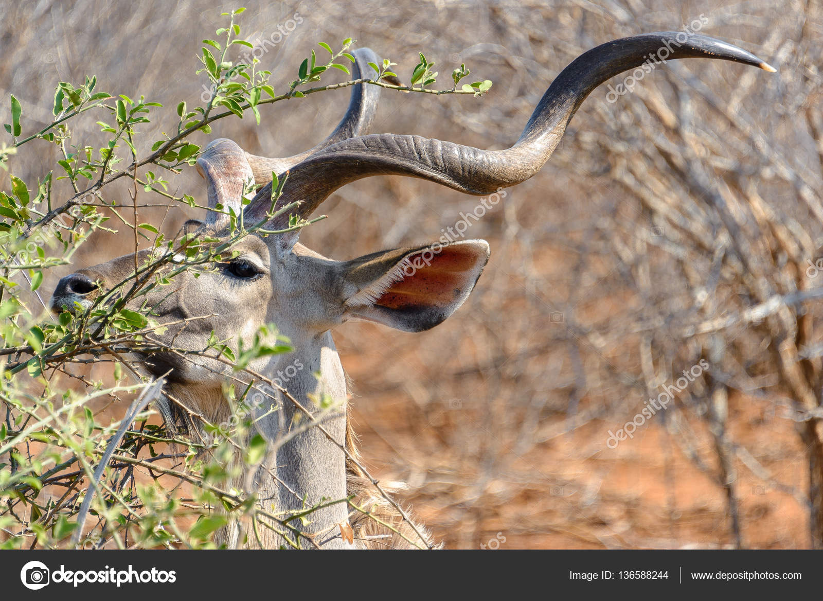 Kudu in Kruger National Park, South Africa Stock Photo by ...