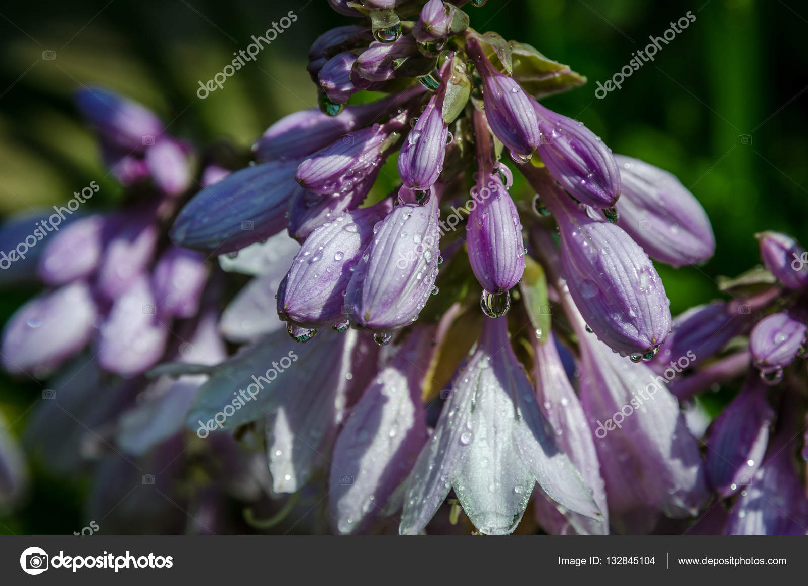 Bressingham Blue Hosta