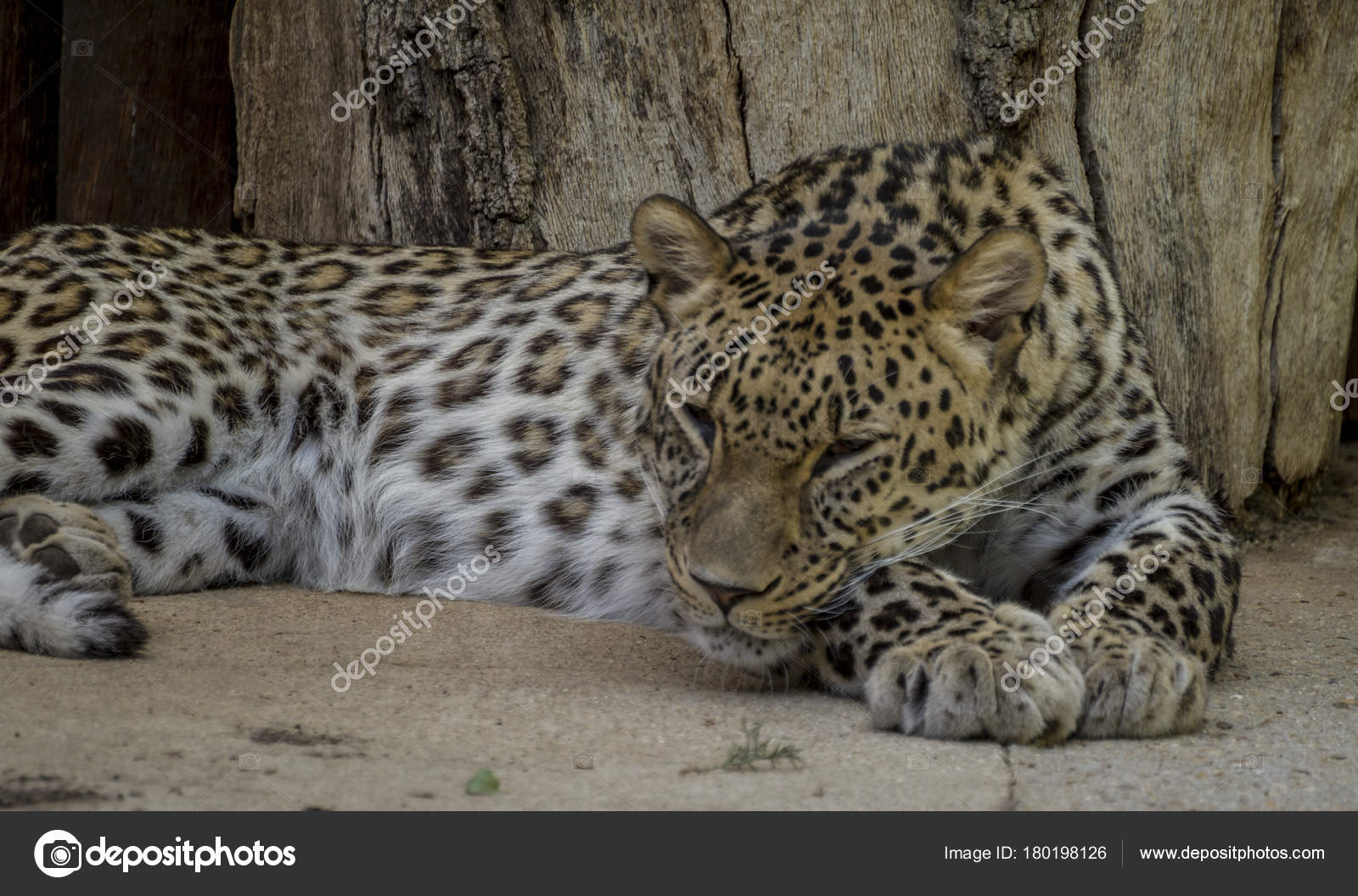 Wild Powerful Leopard Resting Wildlife Mammal Spot Skin Stock Photo by ...