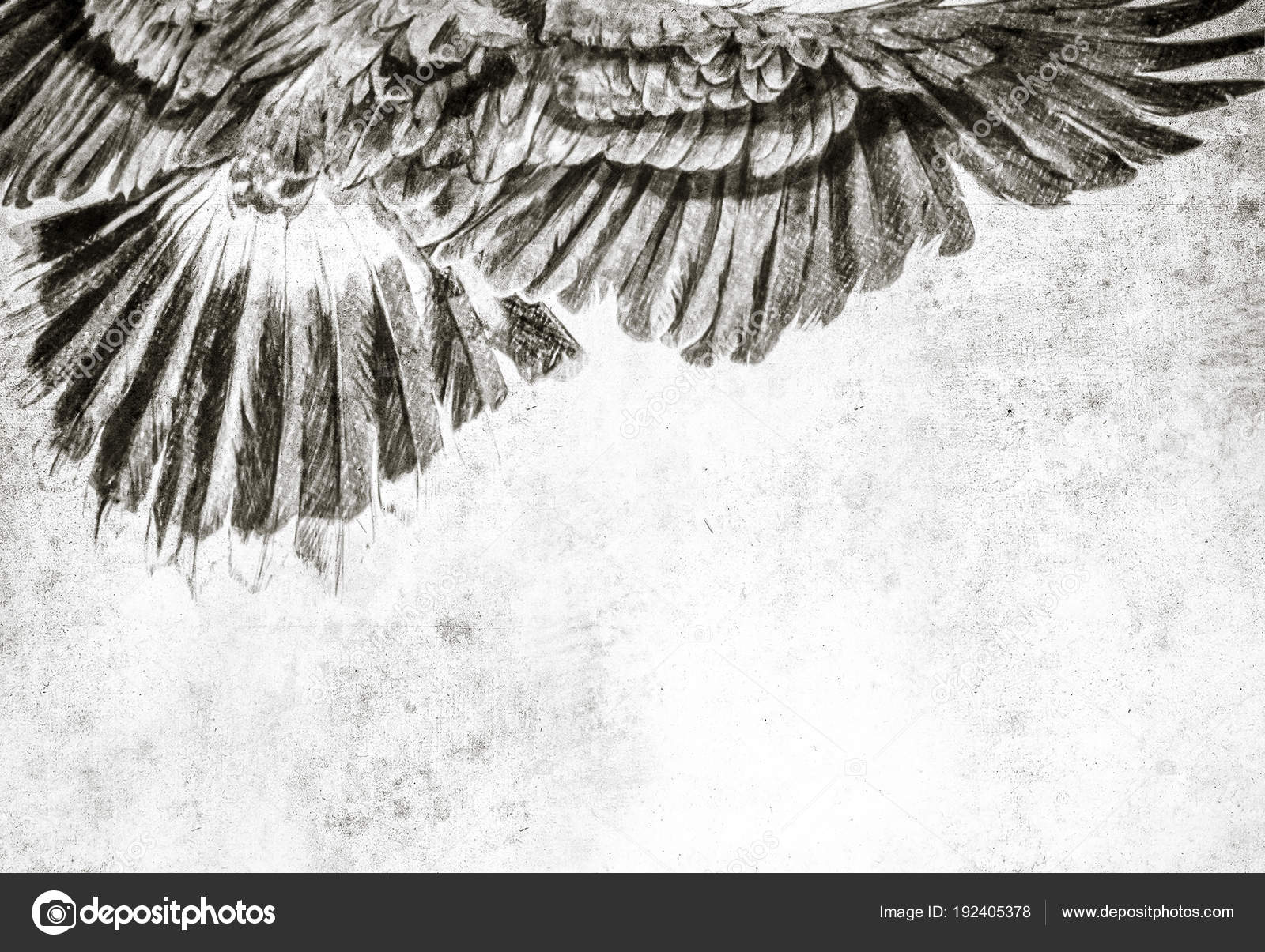 Eagle Feather Vector