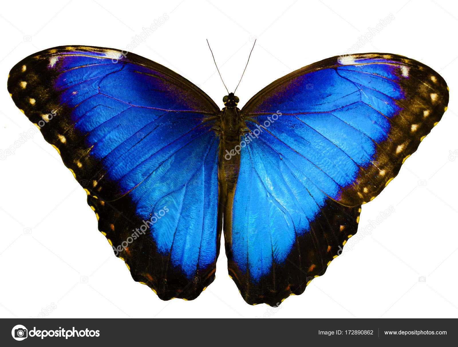 Papillon morpho bleu isolé sur fond blanc avec des ailes déployées ...