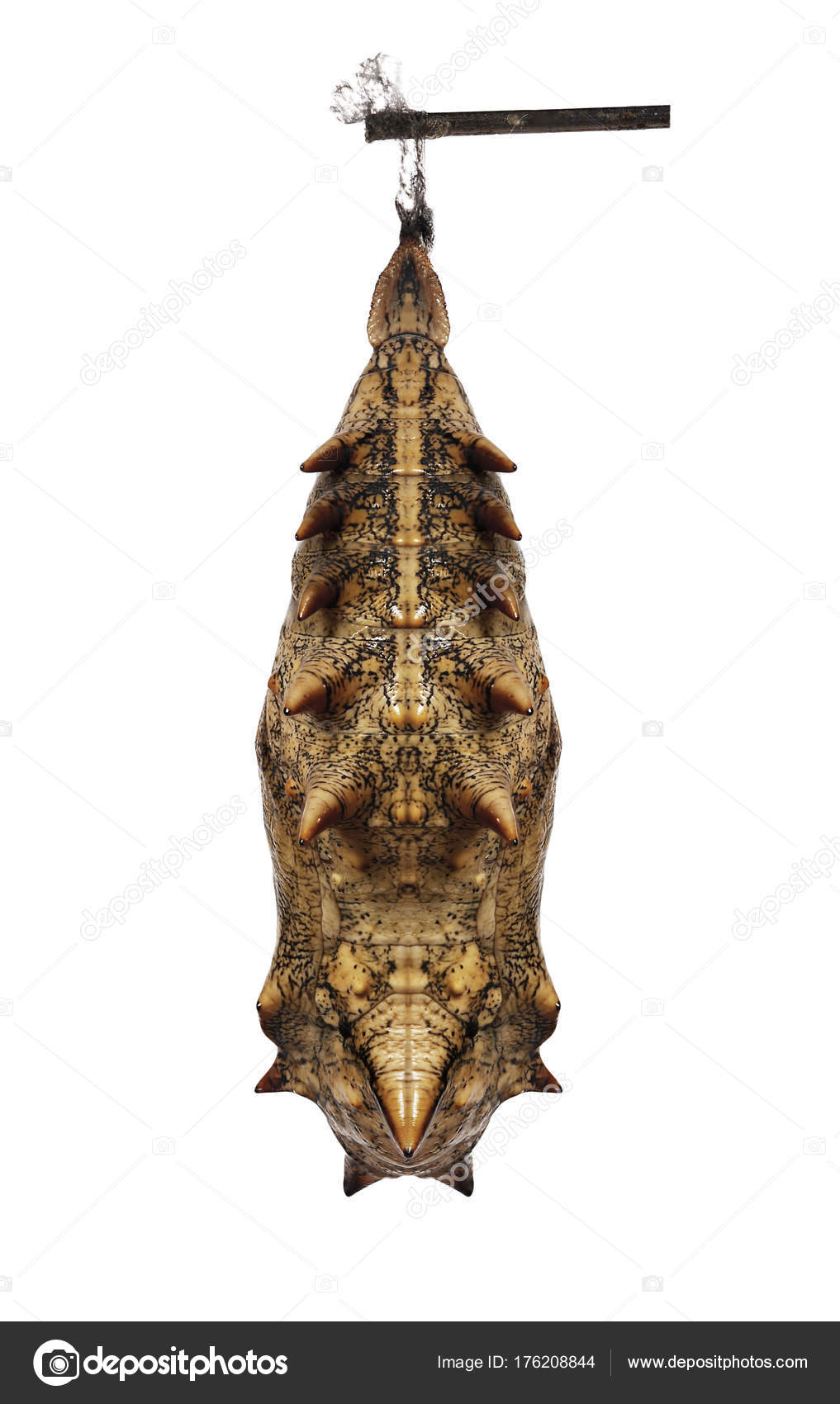 A pupa of the forest mother-of-pearl butterfly isolated on white ...