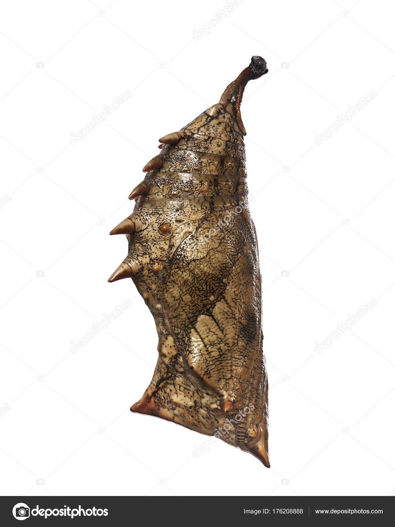 A pupa of the forest mother-of-pearl butterfly isolated on white ...