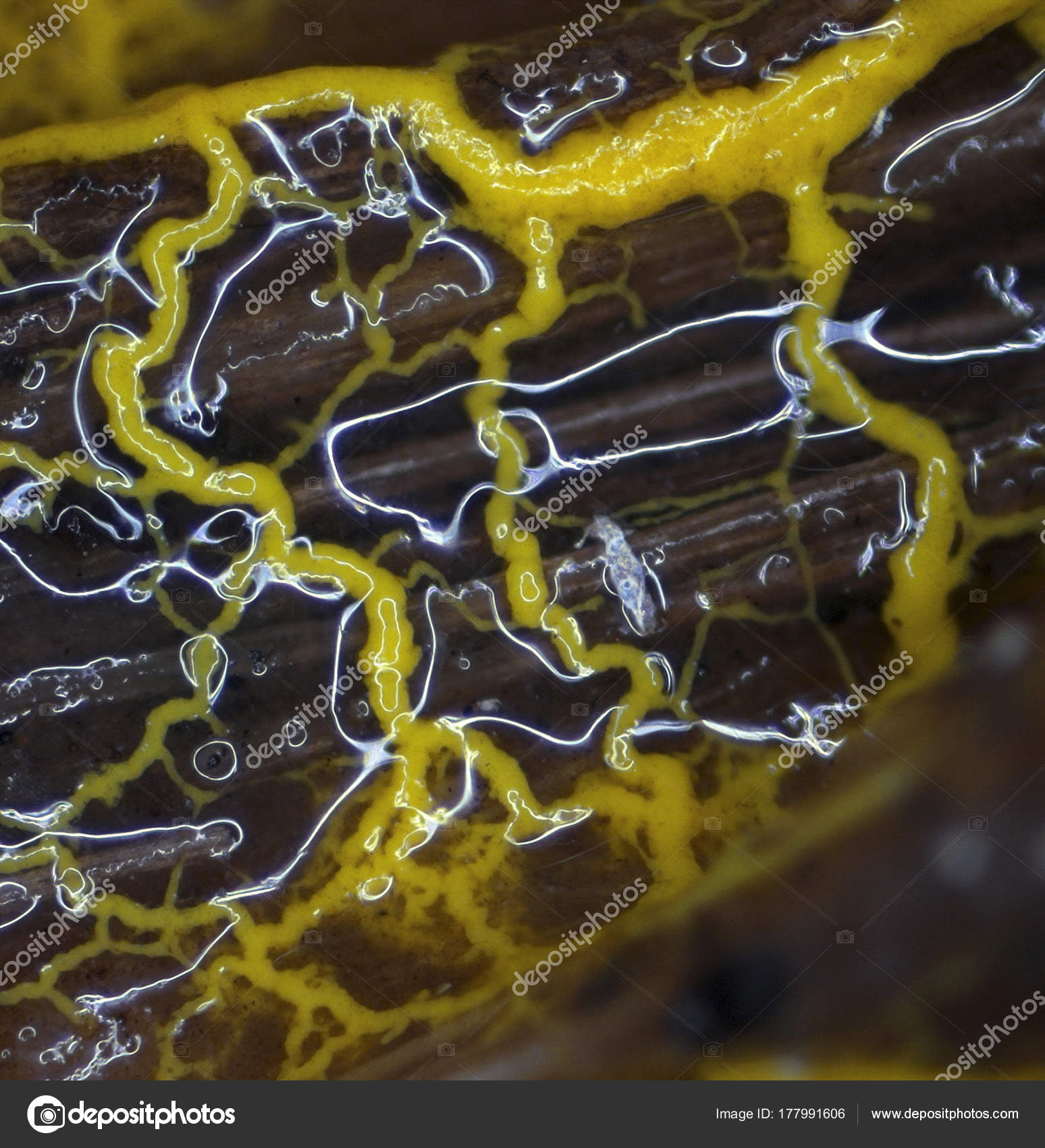 Plasmodial Slime Molds Under Microscope