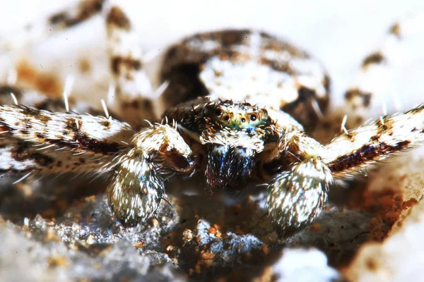 Fluffy spider looks straight Stock Photo by ©xload 150825094