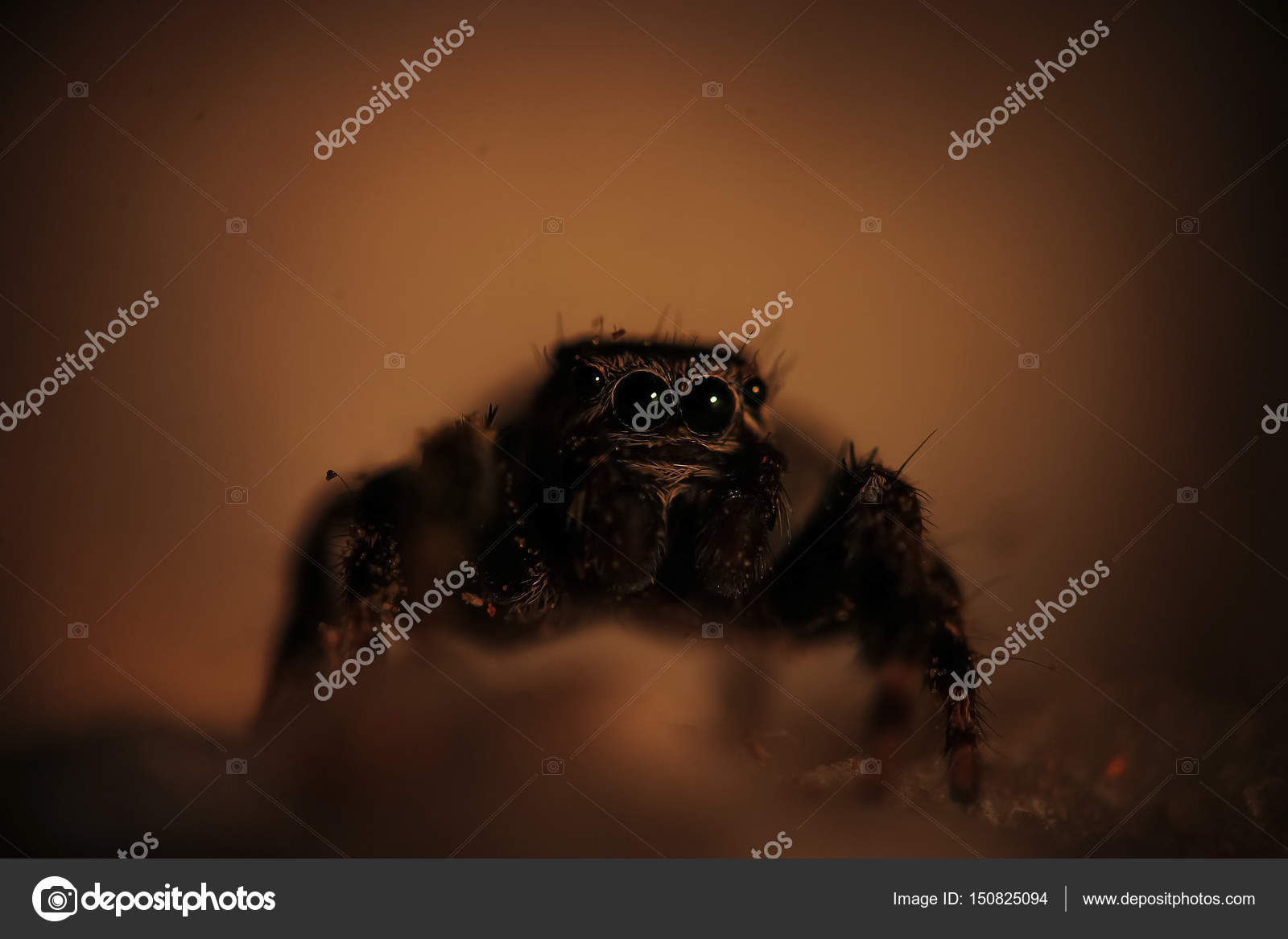 Fluffy spider looks straight Stock Photo by ©xload 150825094