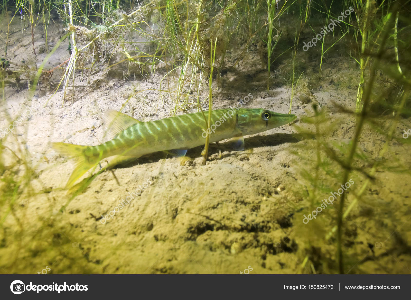 Floating pike in water — Stock Photo © xload #150825472