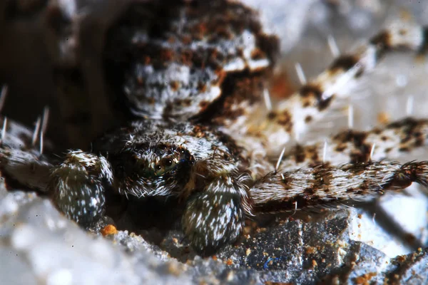 Fluffy spider looks straight Stock Photo by ©xload 150825094