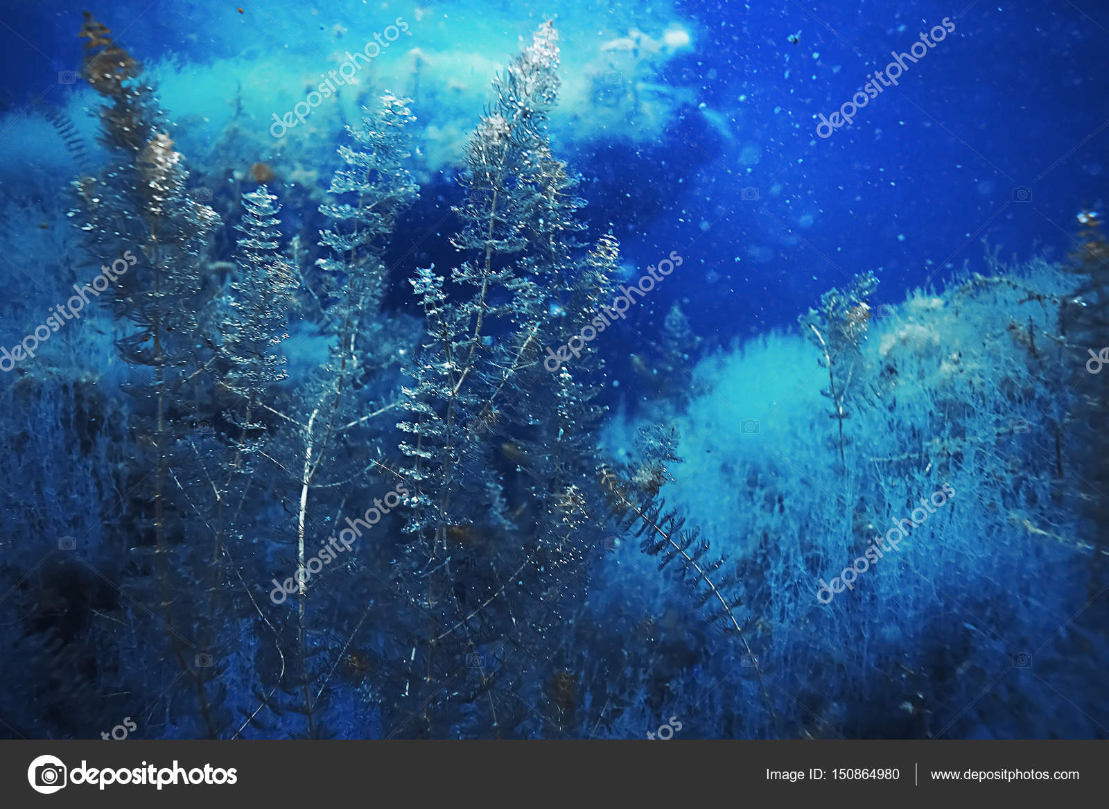 Fundo marinho com algas e corais fotos, imagens de © xload #150864980