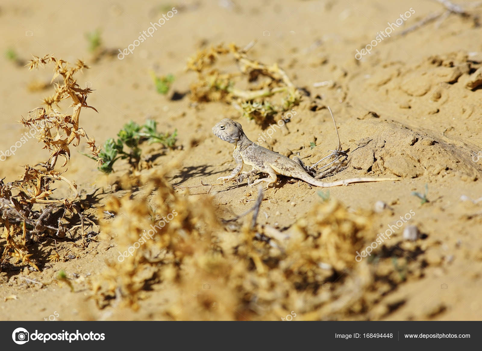 Desert Lizard Crawling Sand Natural Habitat — Stock Photo © xload ...
