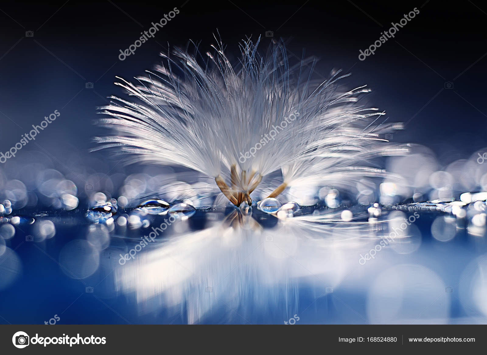 Dry Dandelion Parachute Seeds Light Blue Background Summer Nature ...